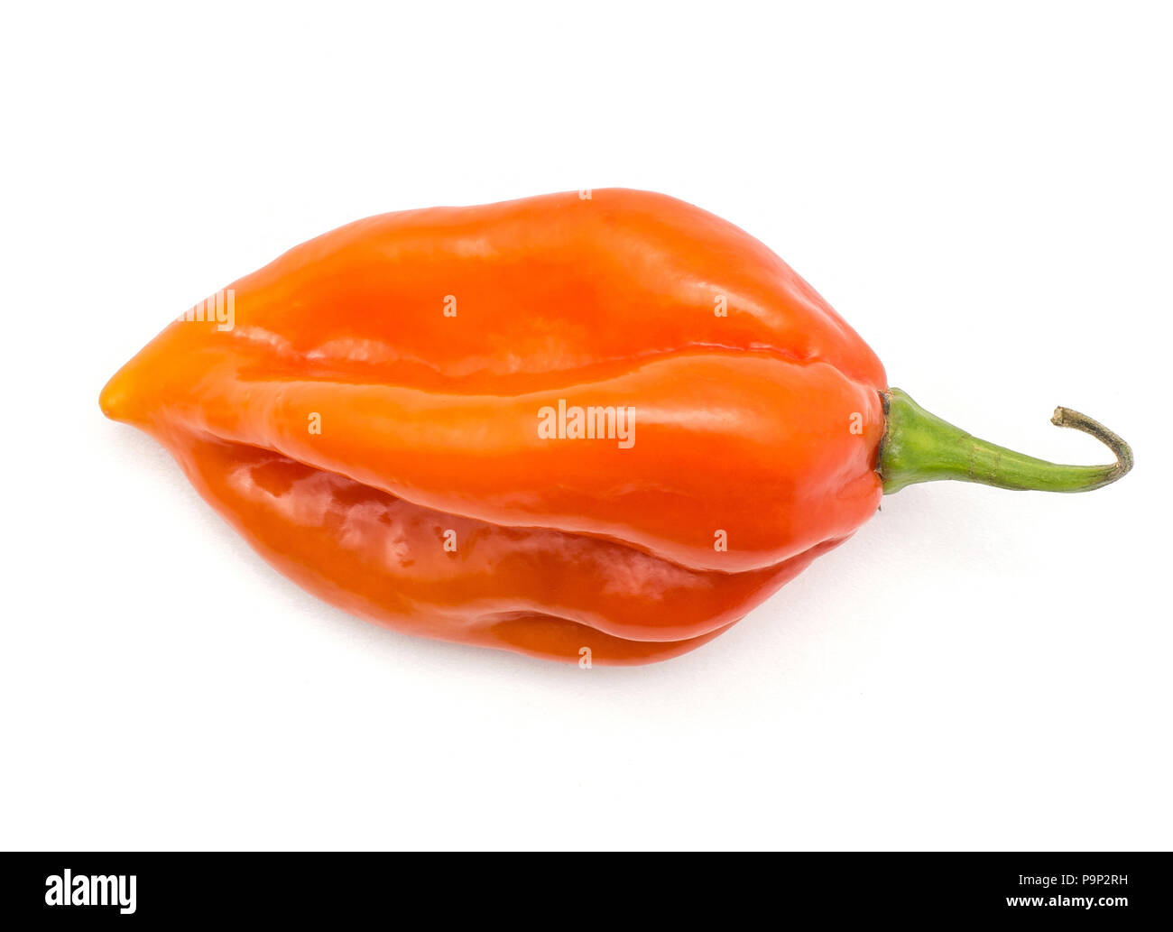 One Habanero chili top view red orange hot pepper isolated on white ...