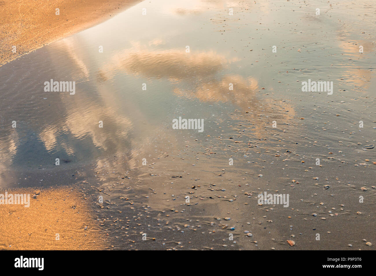 Shells on beach puddle hi-res stock photography and images - Alamy