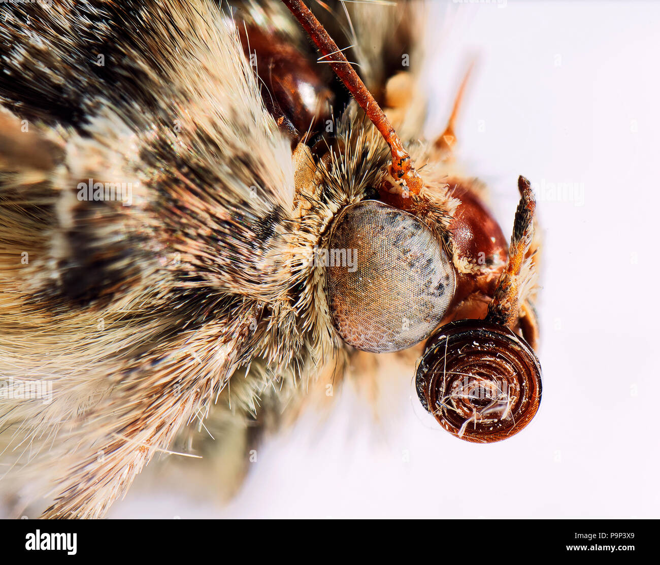 extreme close up of a moth isolated on white Stock Photo - Alamy