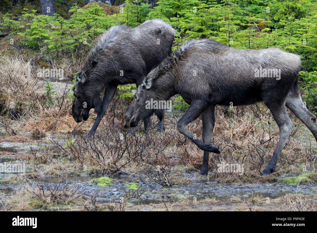 Wildlife, Moose calf twins. Alces alces. Travelogue, Travel ...