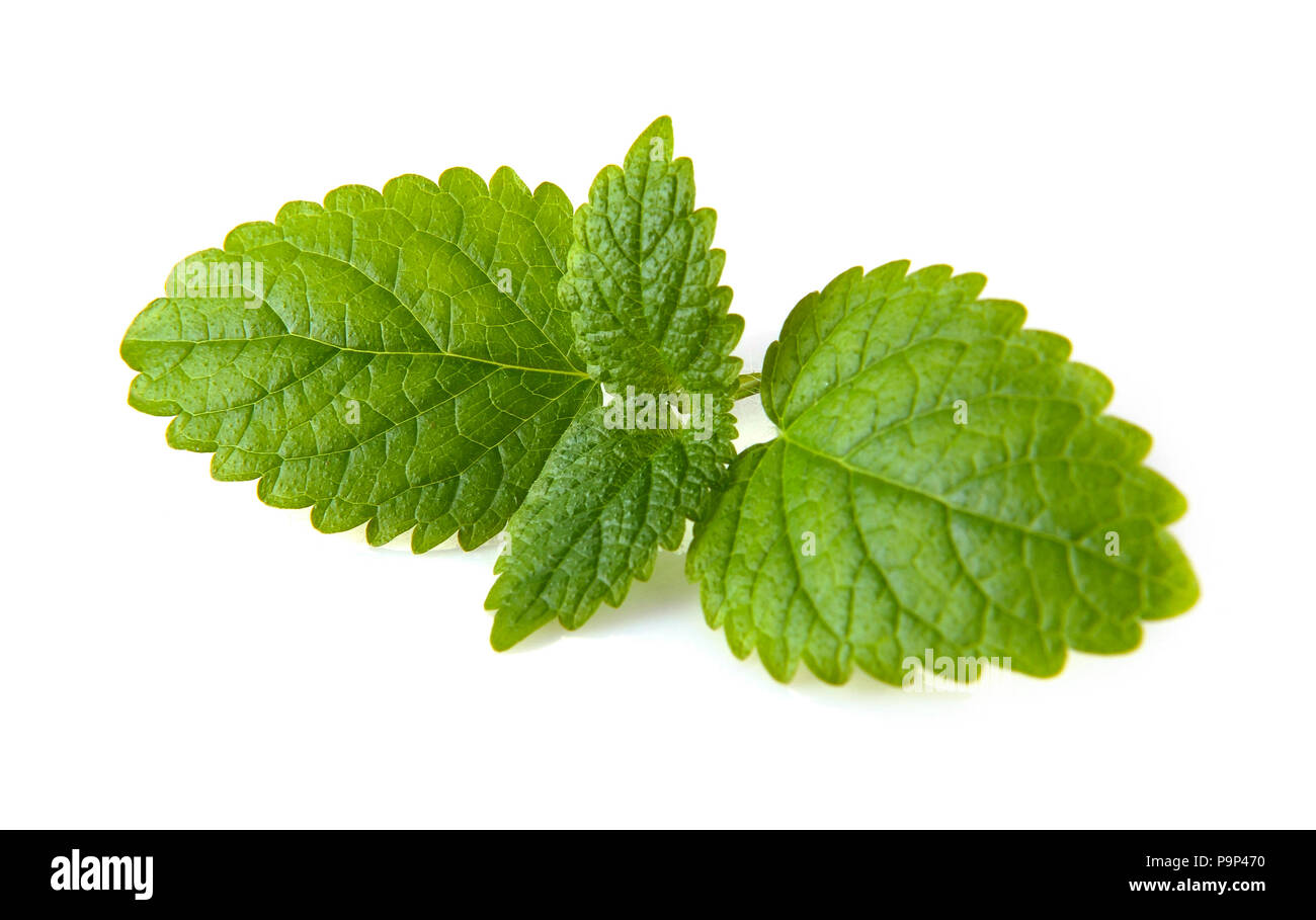 Fresh mint leaves on Cut Out Stock Images & Pictures - Alamy