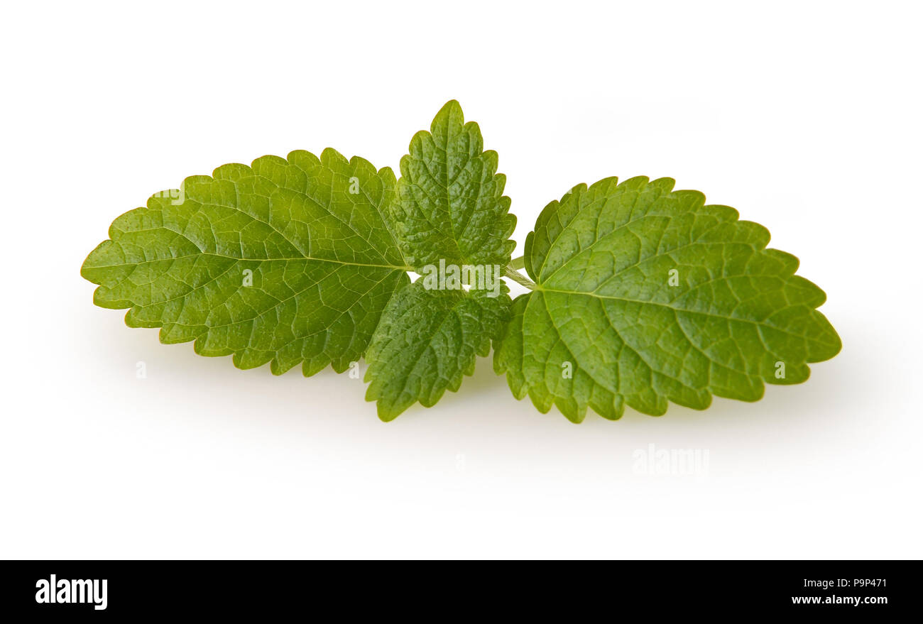 Fresh mint leaves, casting shadow on white surface Stock Photo - Alamy