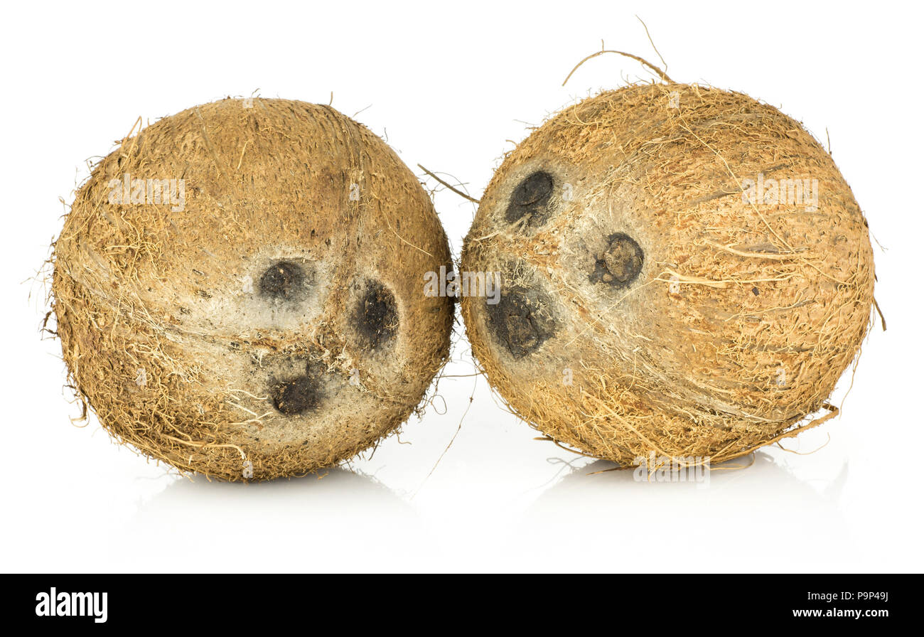Coconuts isolated on white background two nuts brown fibrous shell ...