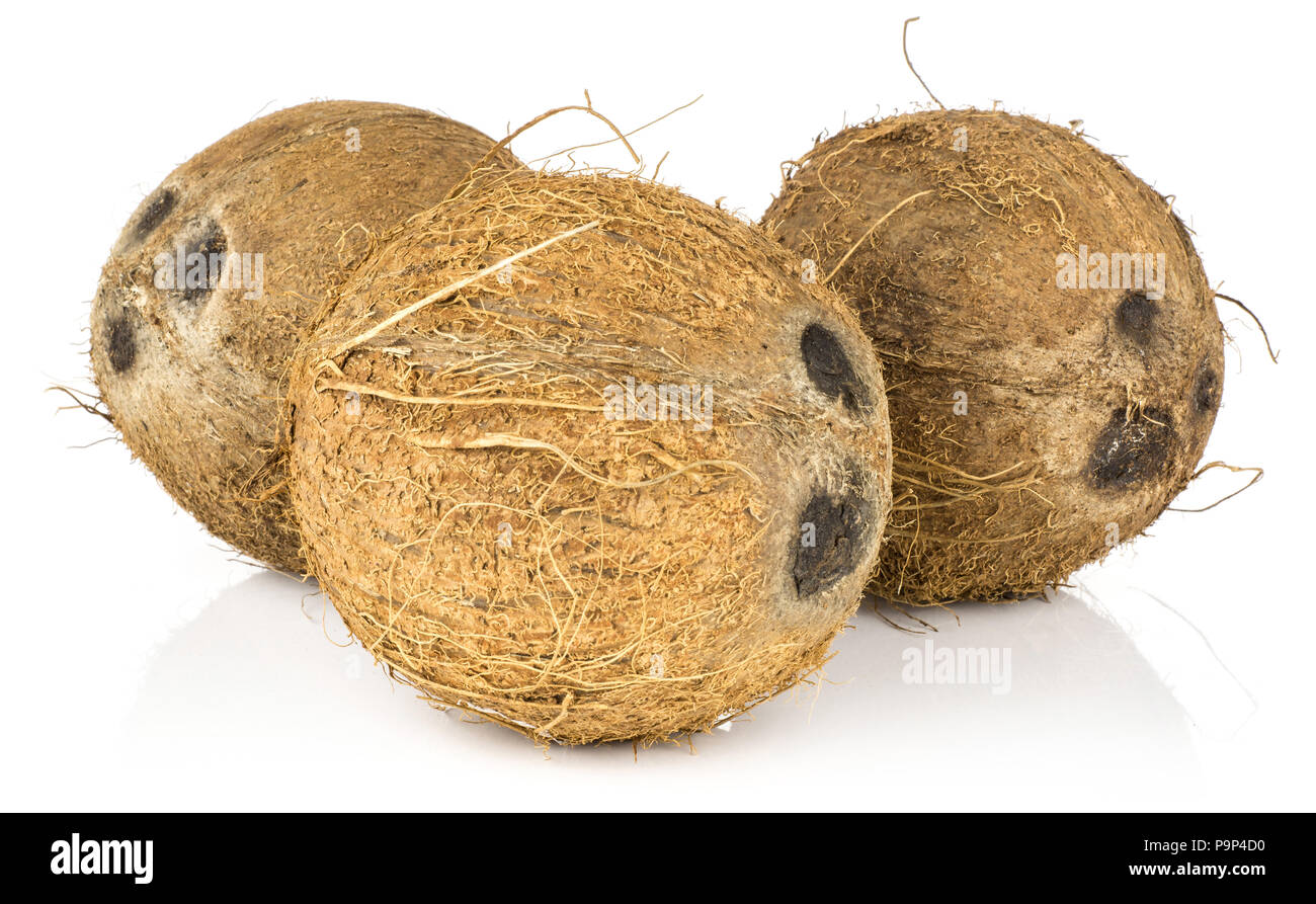 Coconuts three nuts isolated on white background brown fibrous shell ...