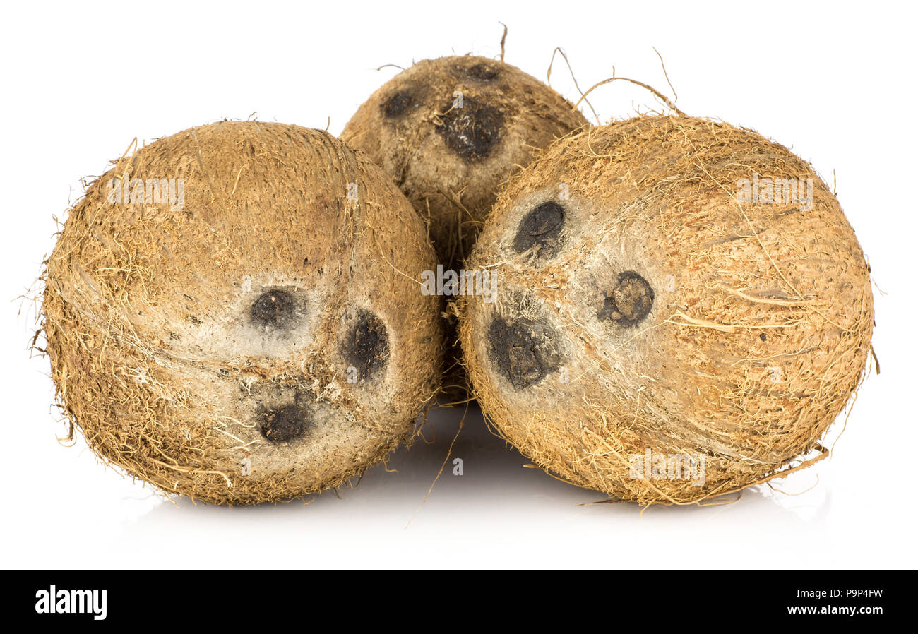 Coconuts isolated on white background three nuts brown fibrous shell ...