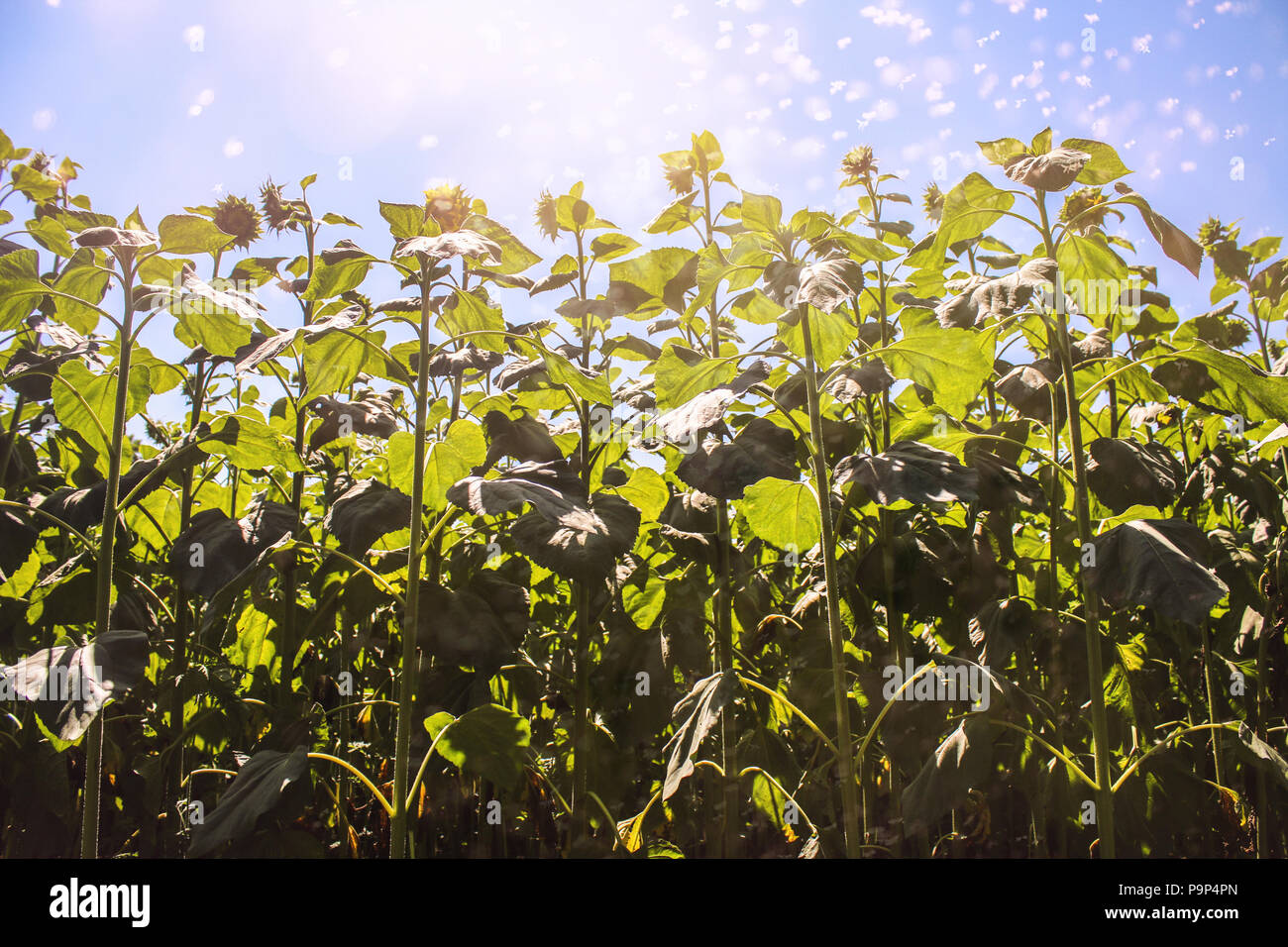 Sunflowers texture and background for designers. Macro view of ...