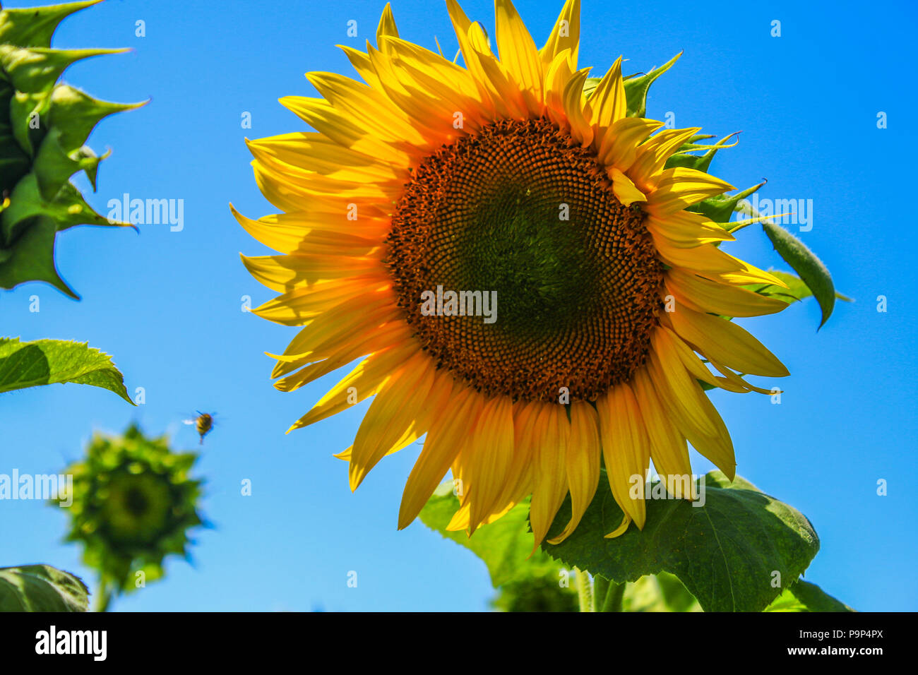 Sunflowers texture and background for designers. Macro view of ...