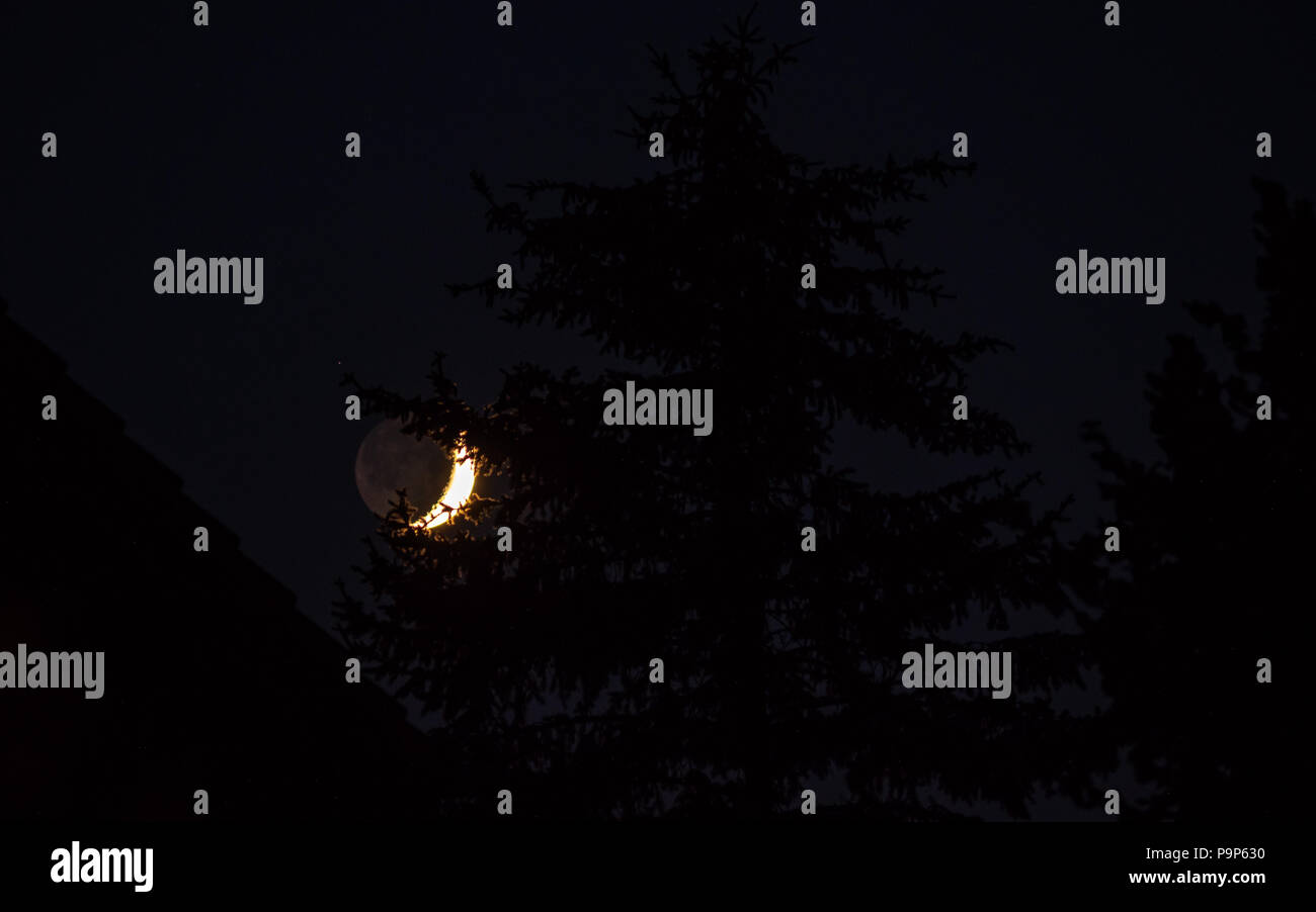 half moon rises behind pine trees at the night sky Stock Photo - Alamy
