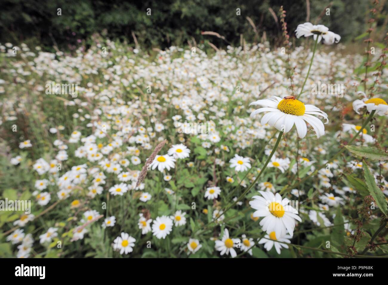Leucanthemum maximum, Shasta Daisy, Wales, UK Stock Photo - Alamy