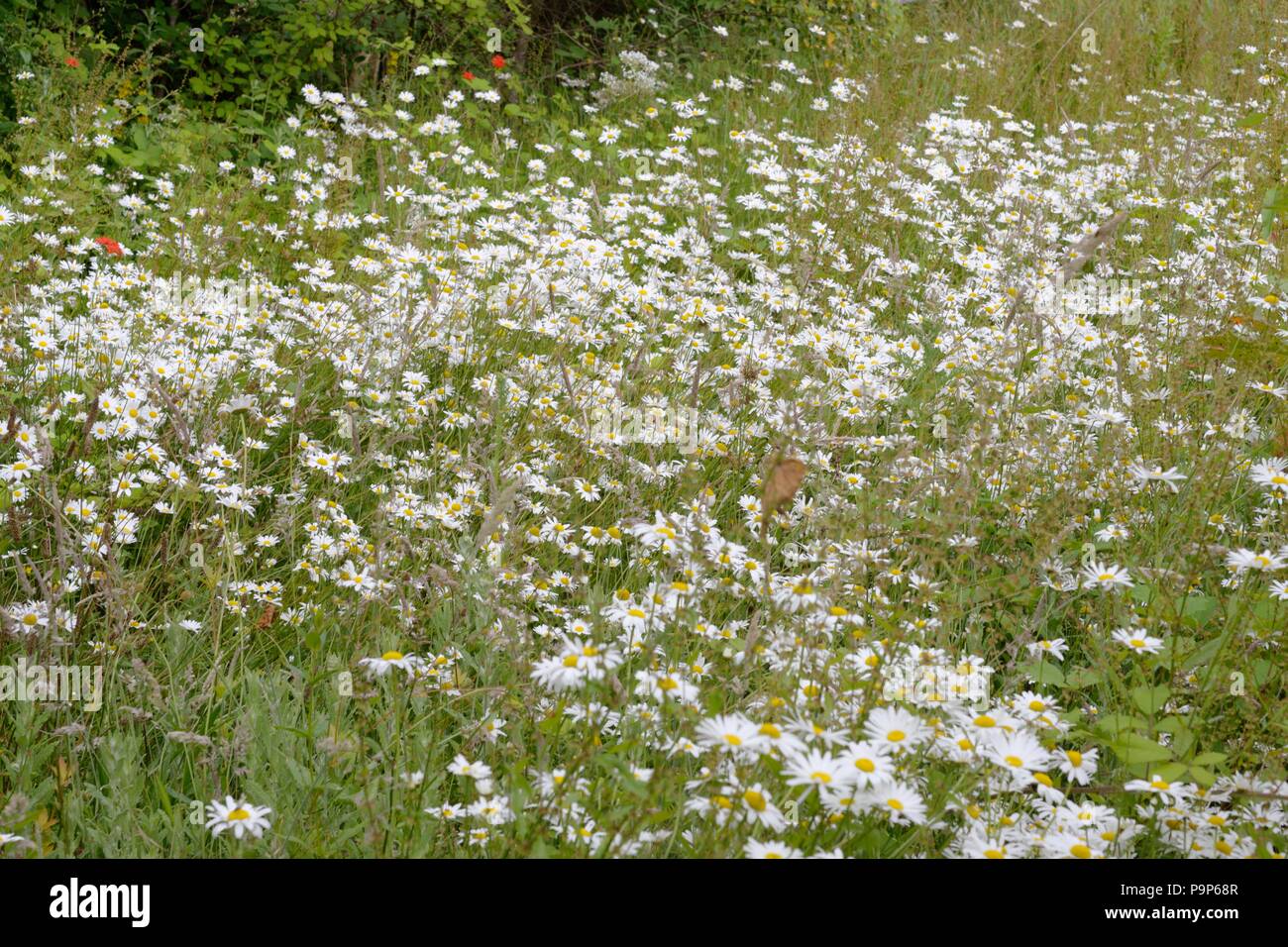 Leucanthemum maximum, Shasta Daisy, Wales, UK Stock Photo - Alamy
