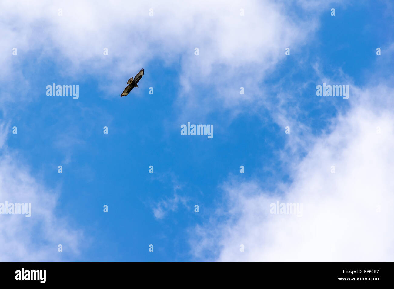 Pastel blue bird hi-res stock photography and images - Alamy