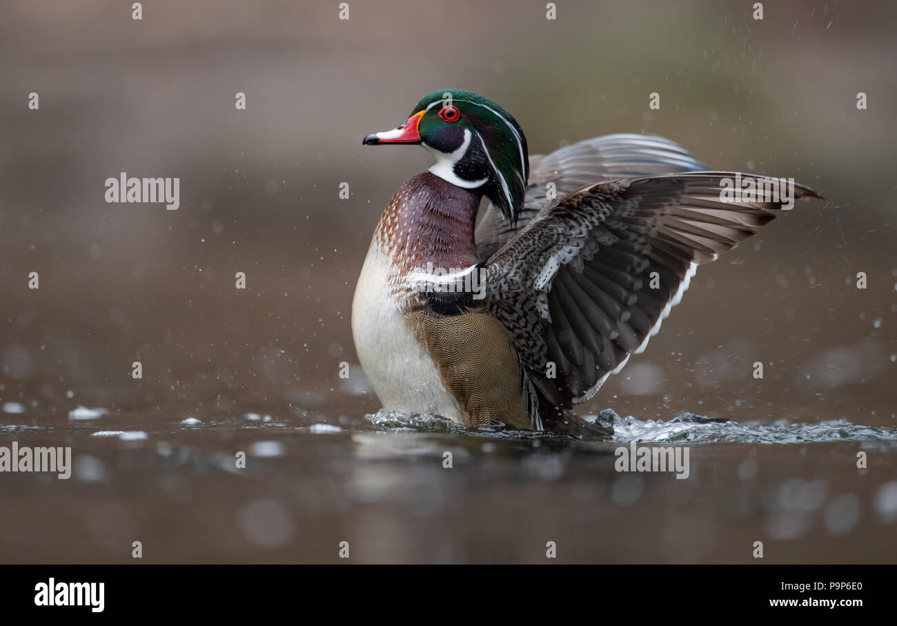 Hen wood duck hi-res stock photography and images - Alamy