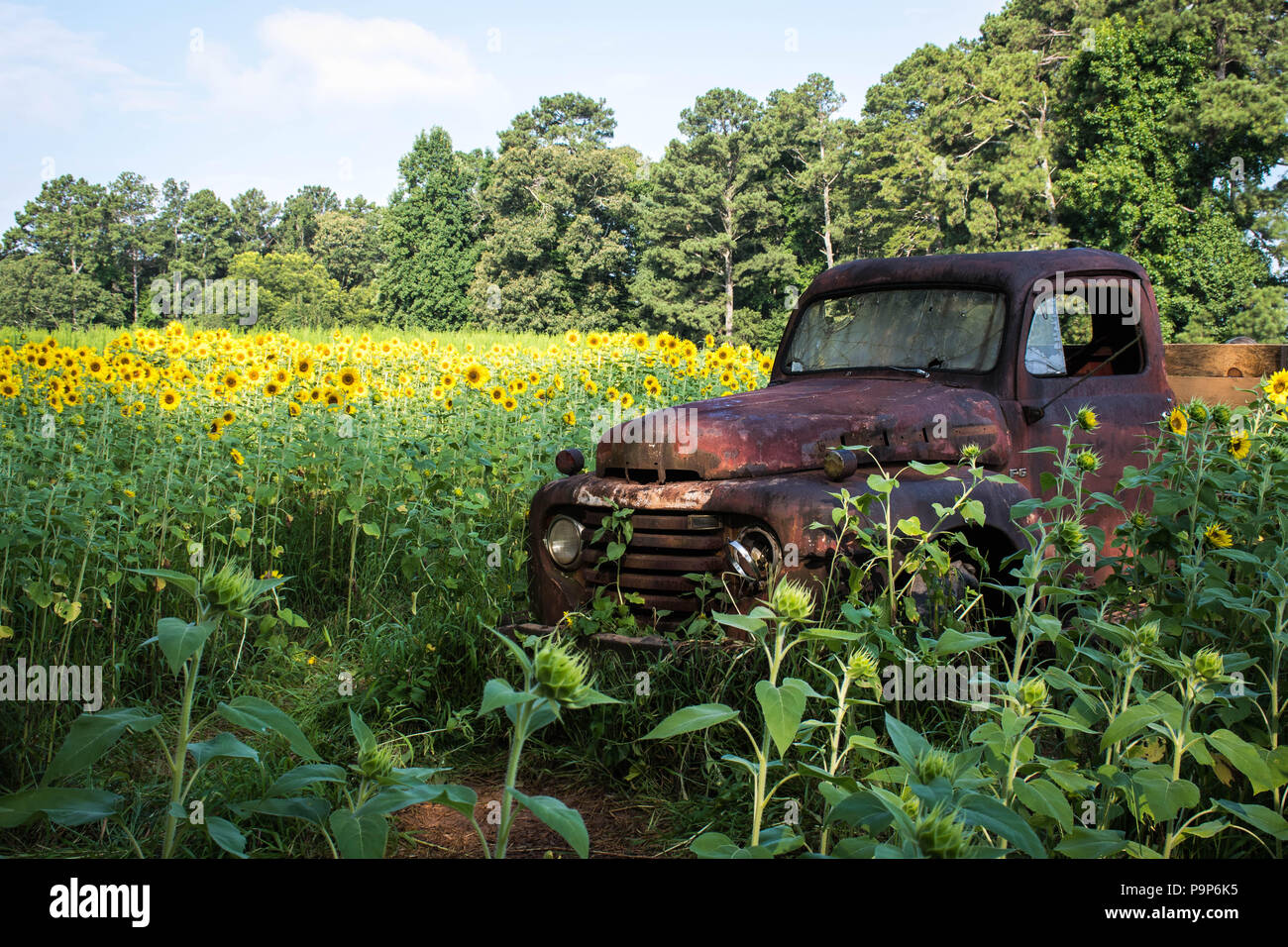 A rusty old workhorse of a truck sitting amidst a field of sunflowers ...