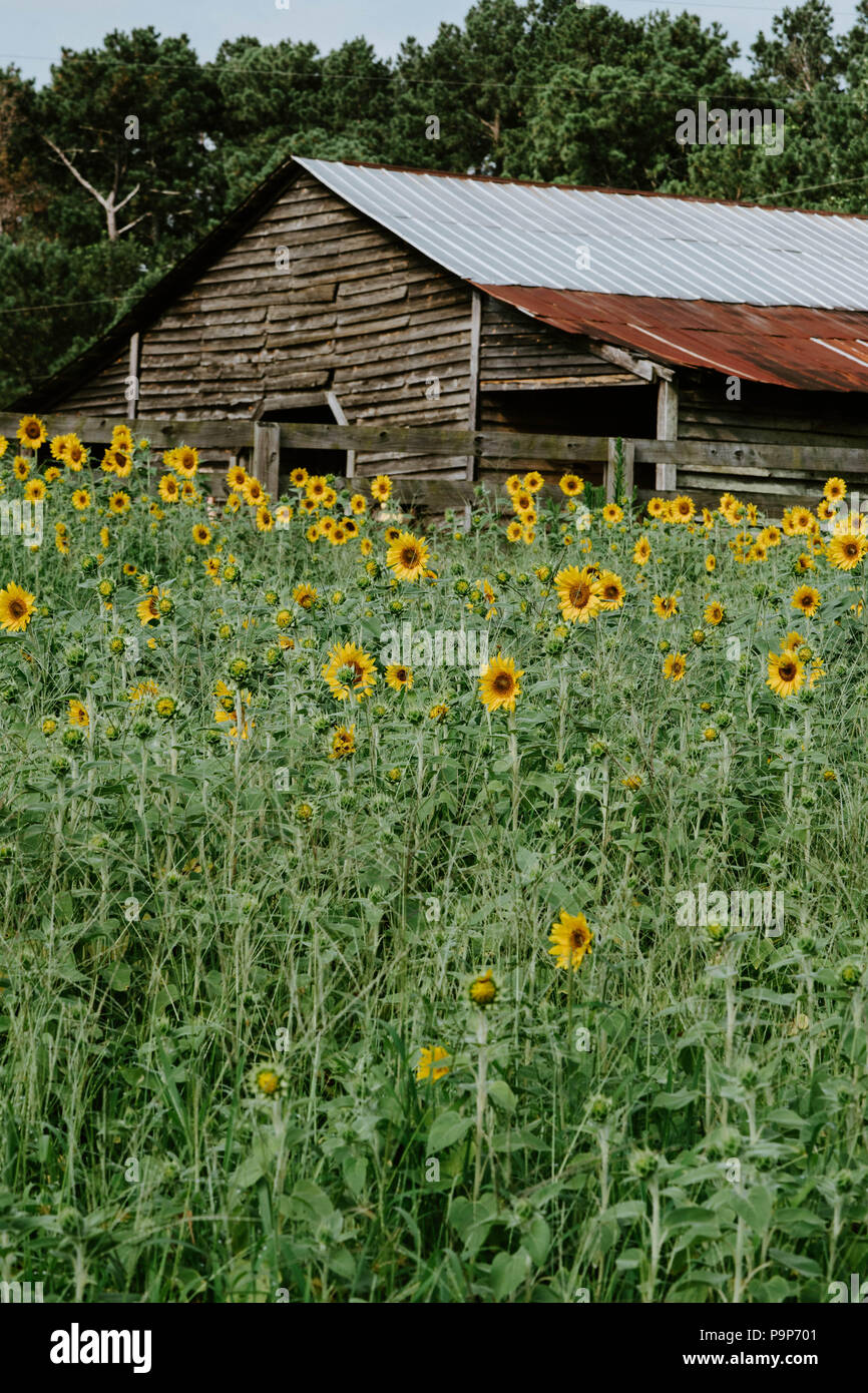 Barn and sunflowers hi-res stock photography and images - Alamy