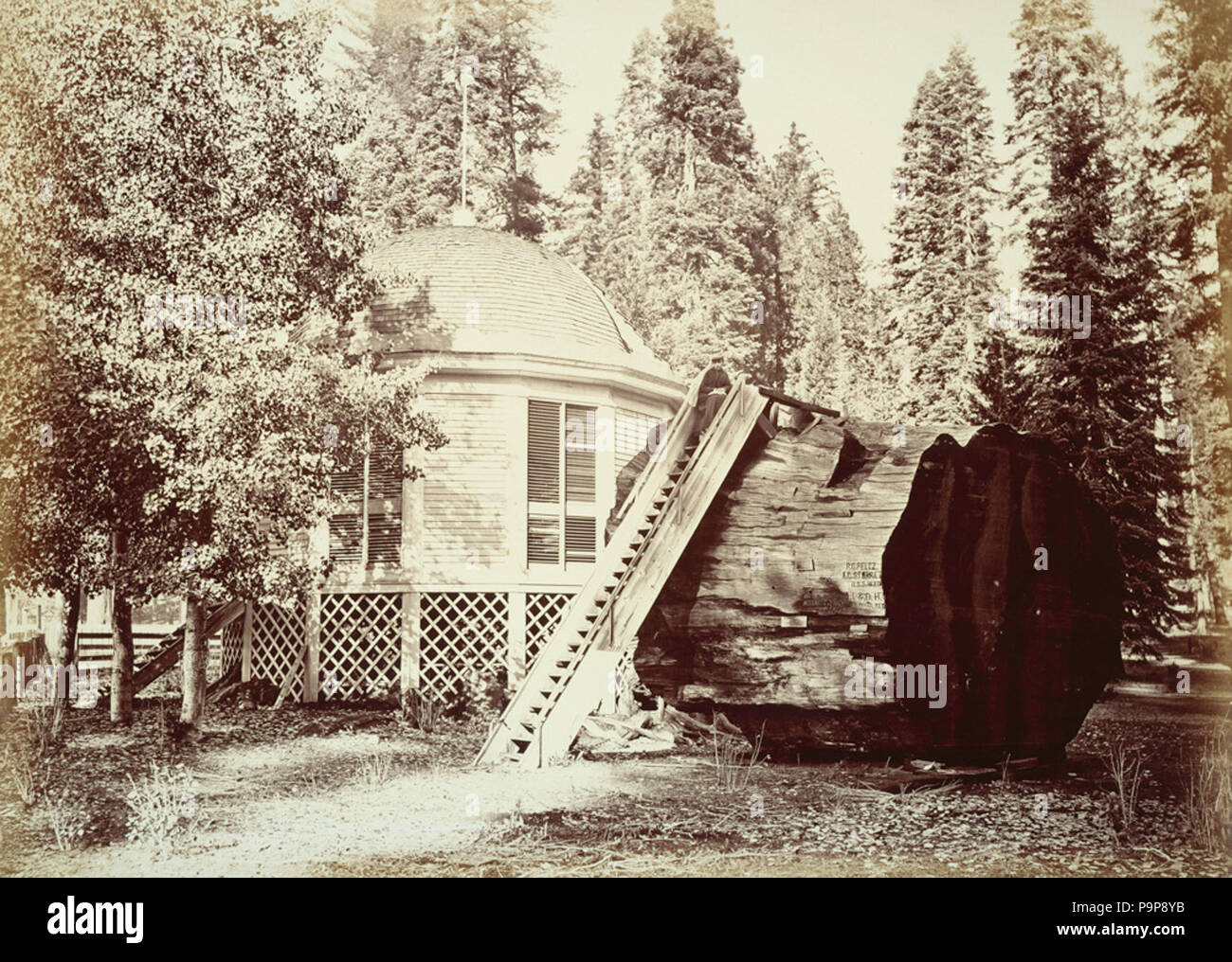 29 Stumps High Resolution Stock Photography and Images - Alamy