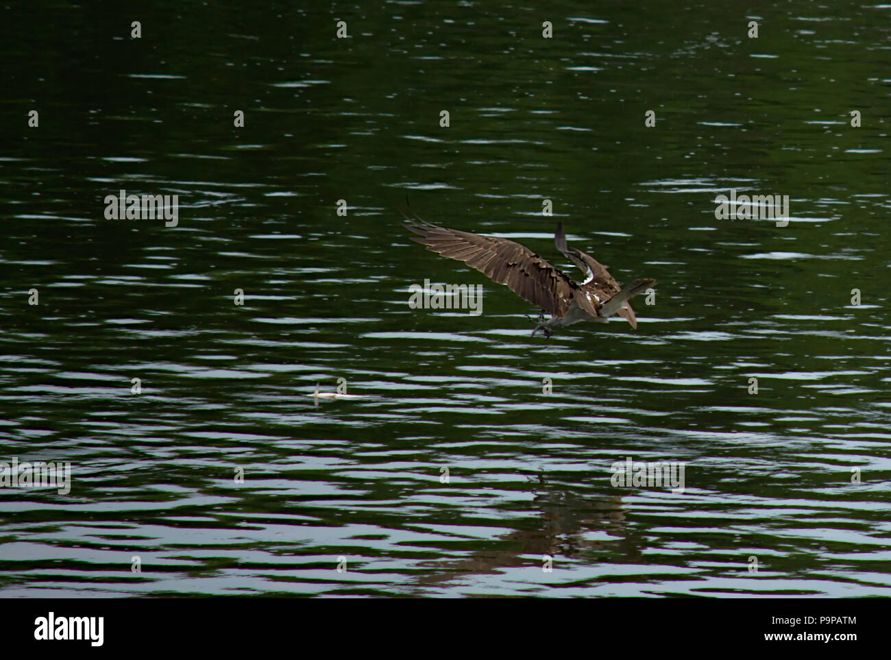 Osprey claws opened to catch fish Stock Photo - Alamy