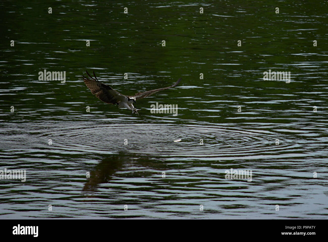 Osprey claws opened to catch fish Stock Photo - Alamy
