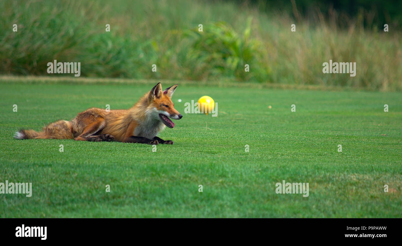 Laying golf hi-res stock photography and images - Alamy