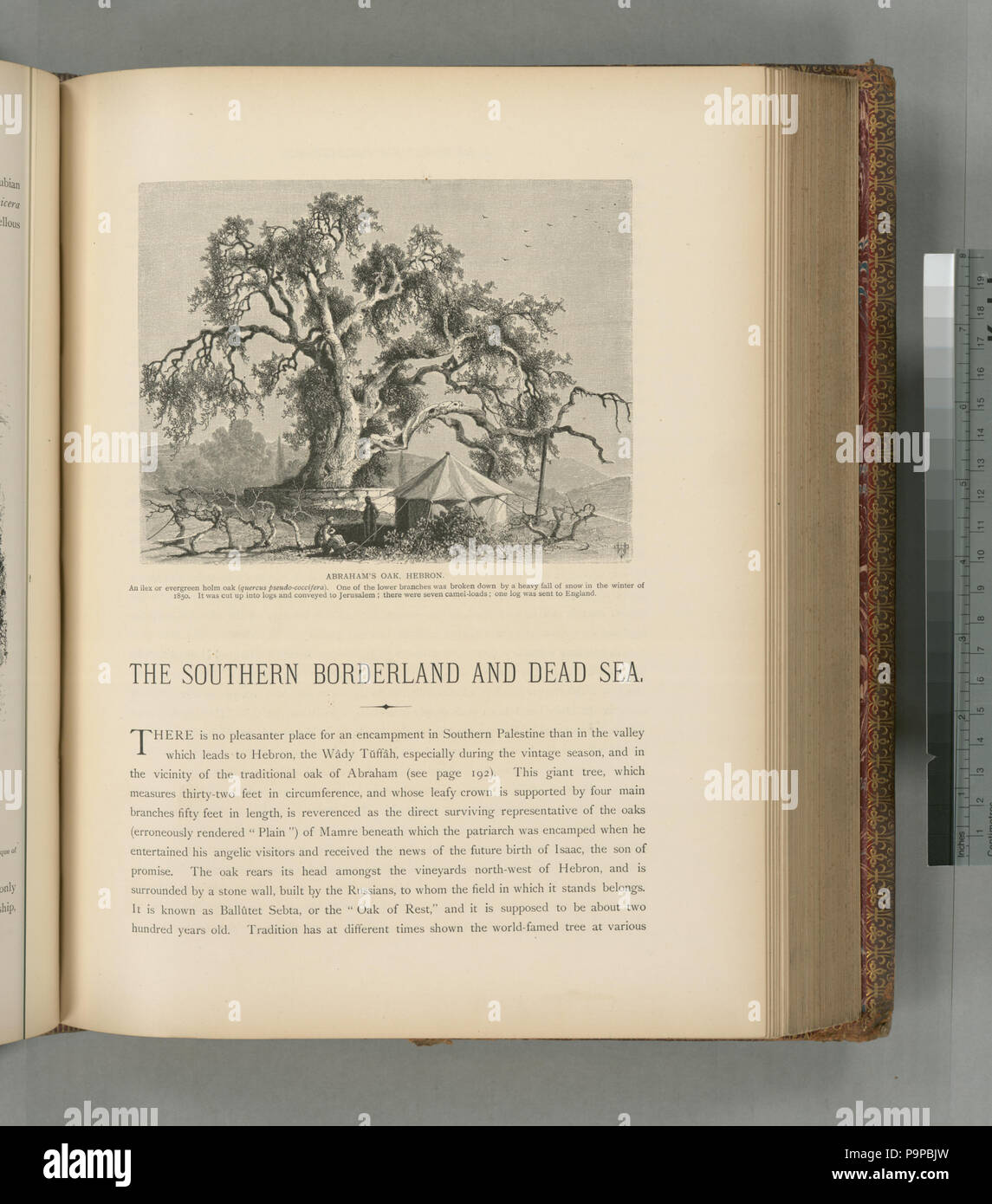 Hebron. Abraham's Oak Stock Photo - Alamy