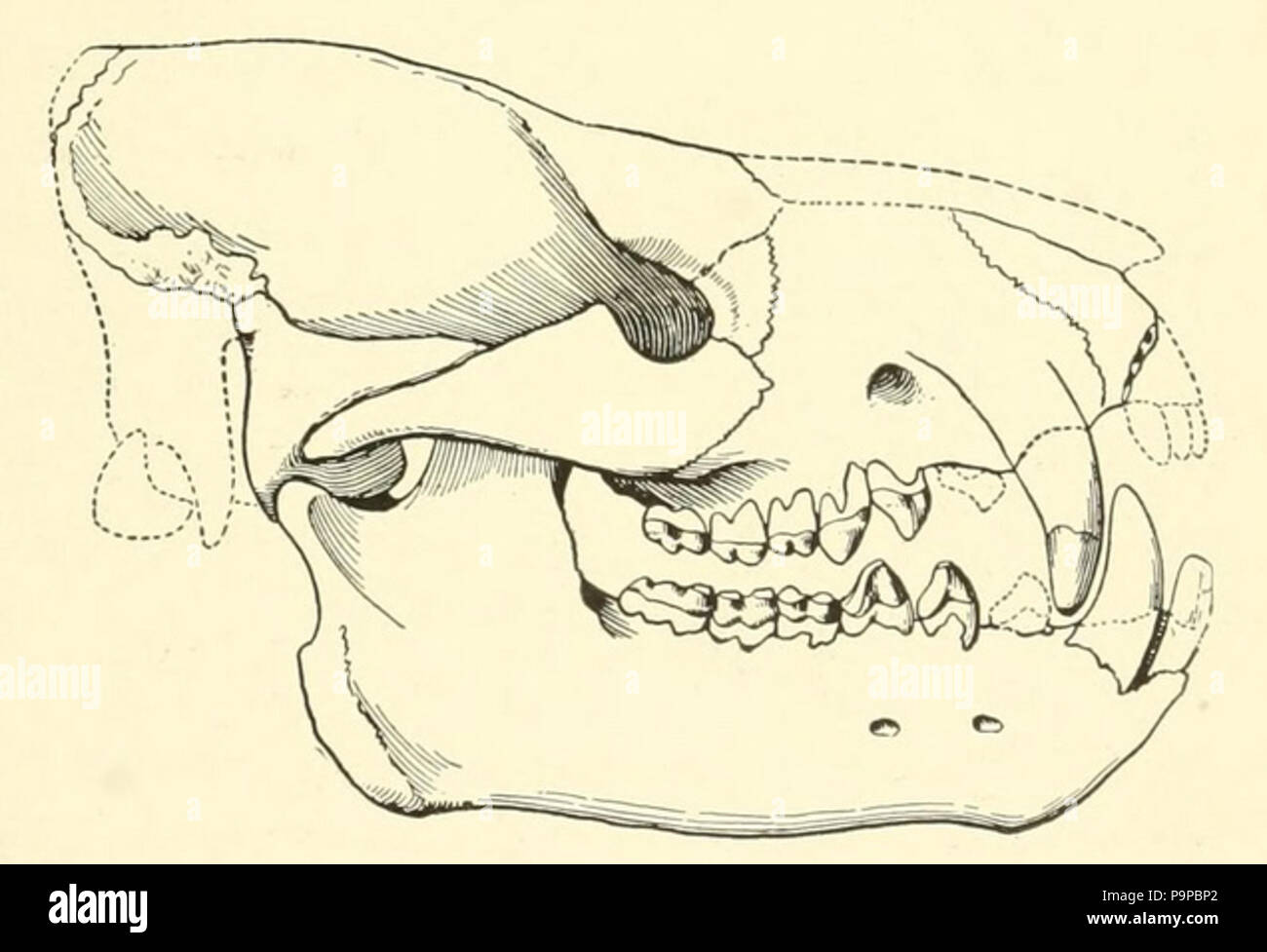 97 Achaenodon robustus Stock Photo - Alamy