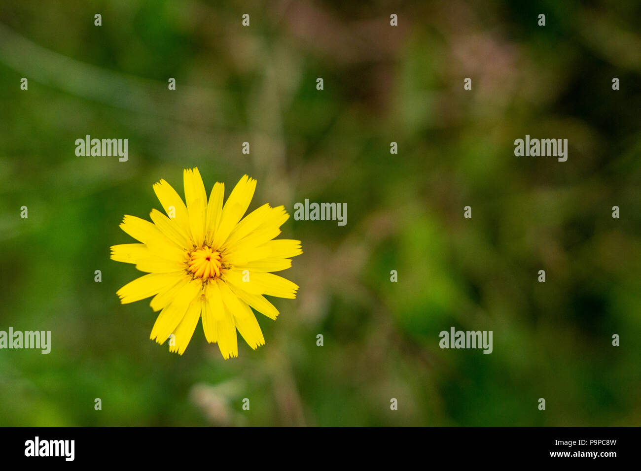 Dandilion hi-res stock photography and images - Alamy