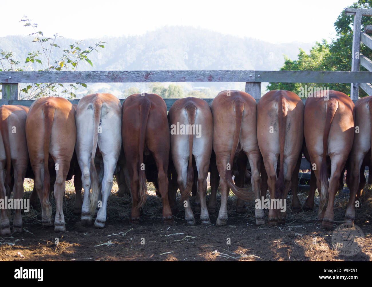 Cow bum hi-res stock photography and images - Alamy