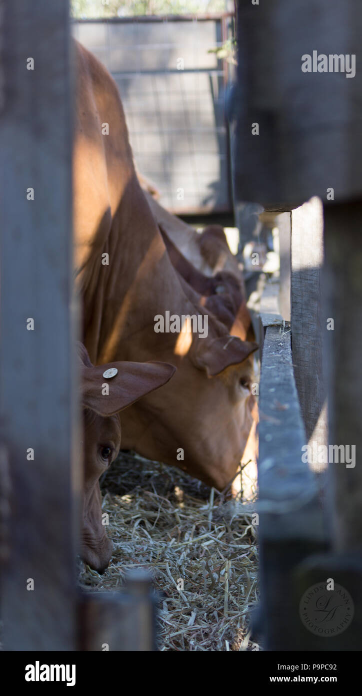 Cattle lining hi-res stock photography and images - Alamy