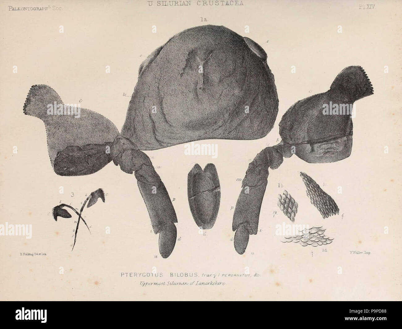 A monograph of the British fossil Crustacea (Pl. XIV Stock Photo - Alamy