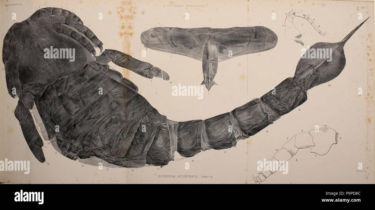 A monograph of the British fossil Crustacea (Pl. XVII Stock Photo - Alamy