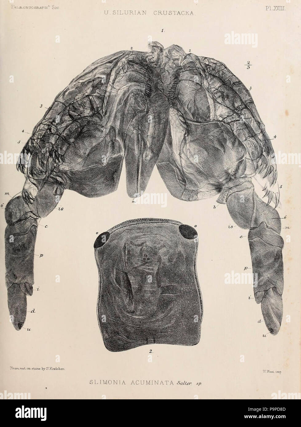A monograph of the British fossil Crustacea (Pl. XVIII Stock Photo - Alamy