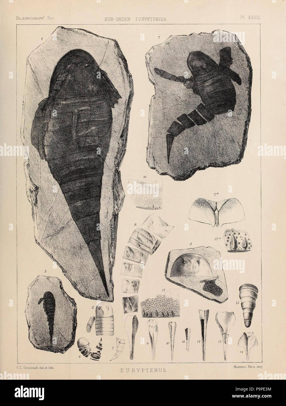 A monograph of the British fossil Crustacea (Pl. XXVIII Stock Photo - Alamy