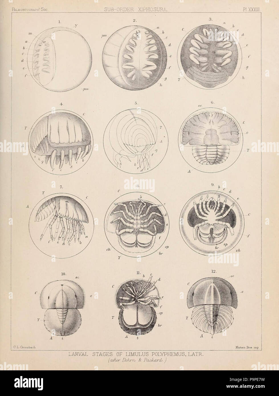A monograph of the British fossil Crustacea (Pl. XXXIII Stock Photo - Alamy