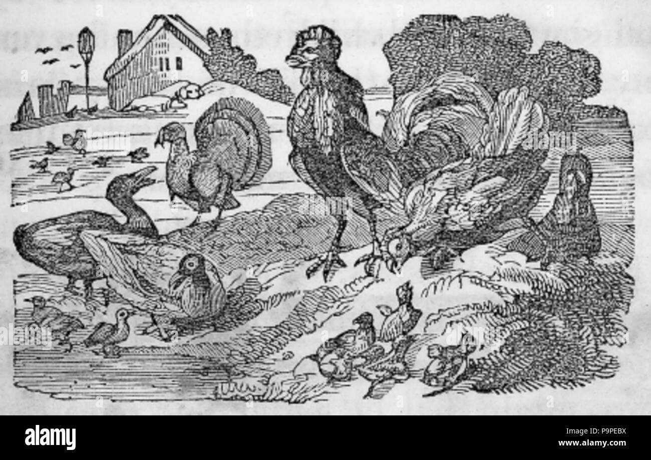 185 Barnyard Drawing Stock Photo - Alamy