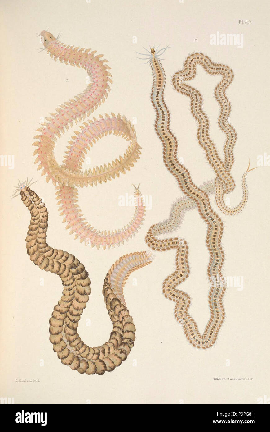 Annelids hi-res stock photography and images - Alamy