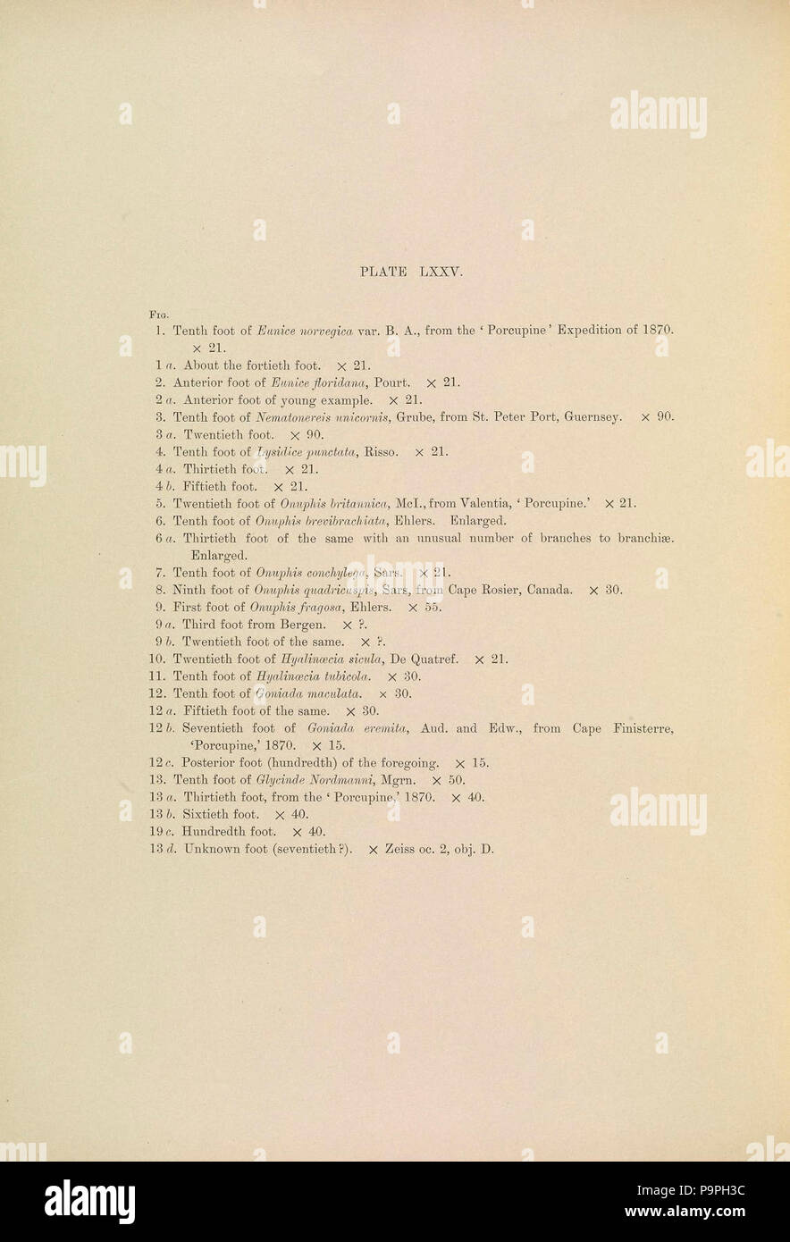 A monograph of the British marine annelids 1910 LXXVtext Stock Photo ...