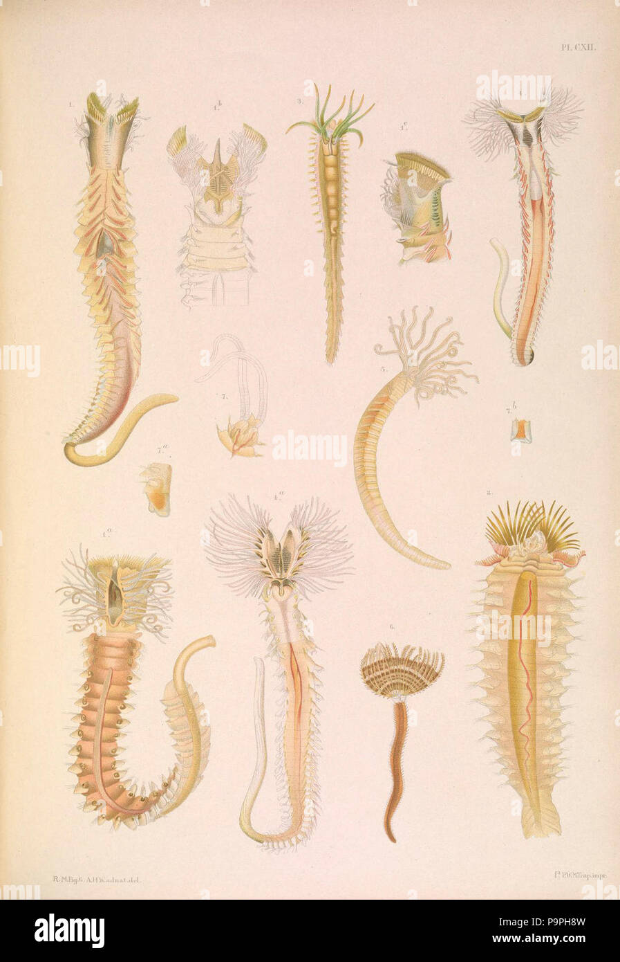 A monograph of the British marine annelids 1922 Plate CXII Stock Photo ...