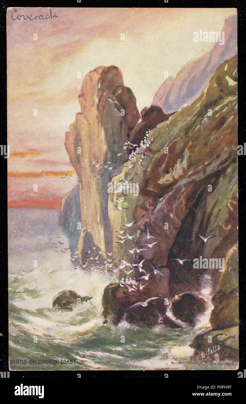 Cornish birds hi-res stock photography and images - Alamy