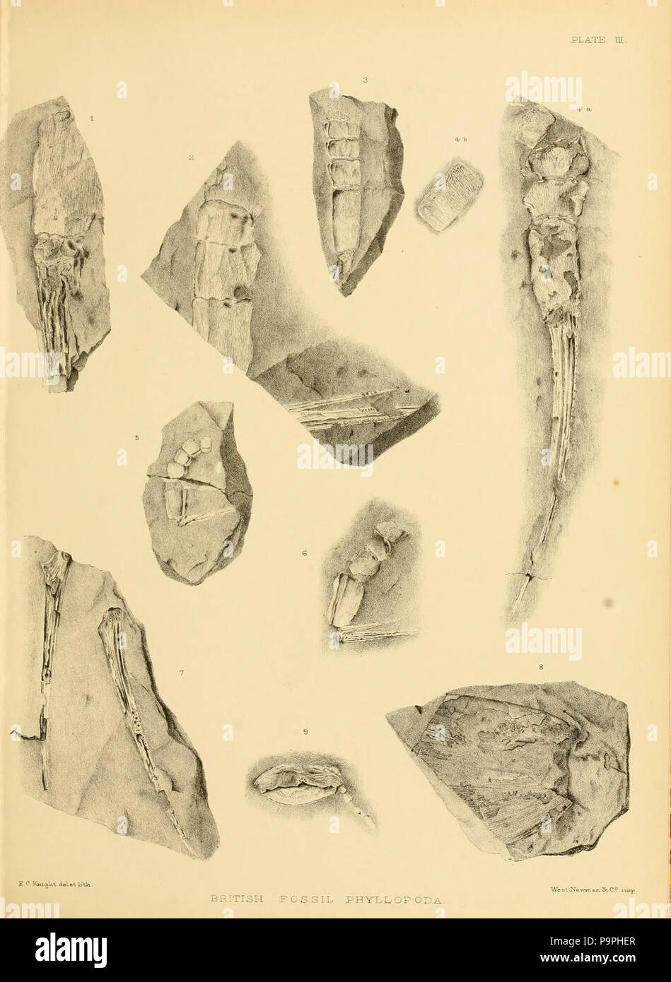 Phyllopoda hi-res stock photography and images - Alamy