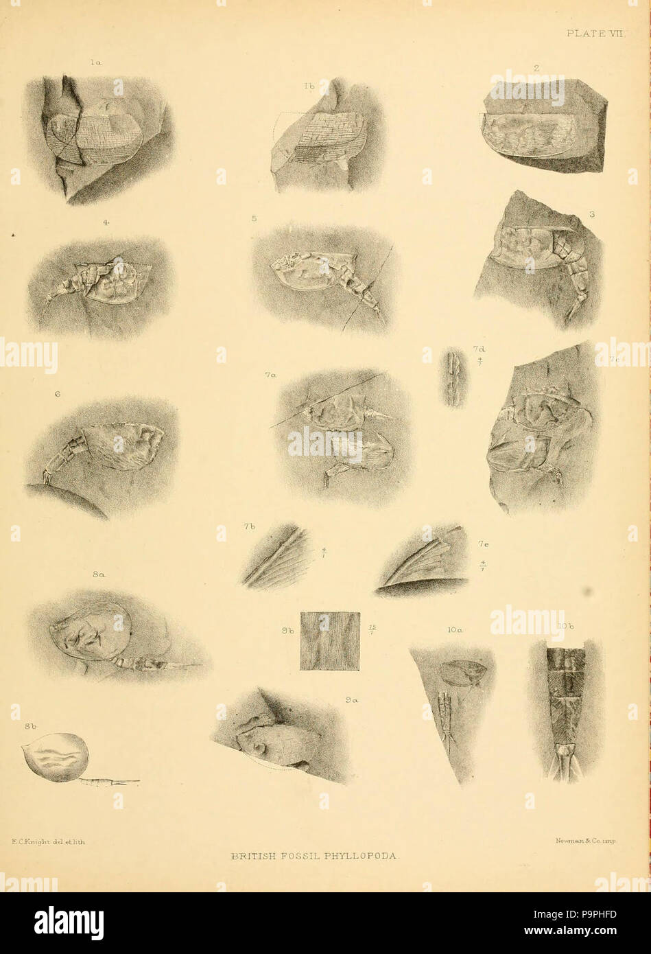 Phyllopoda hi-res stock photography and images - Alamy