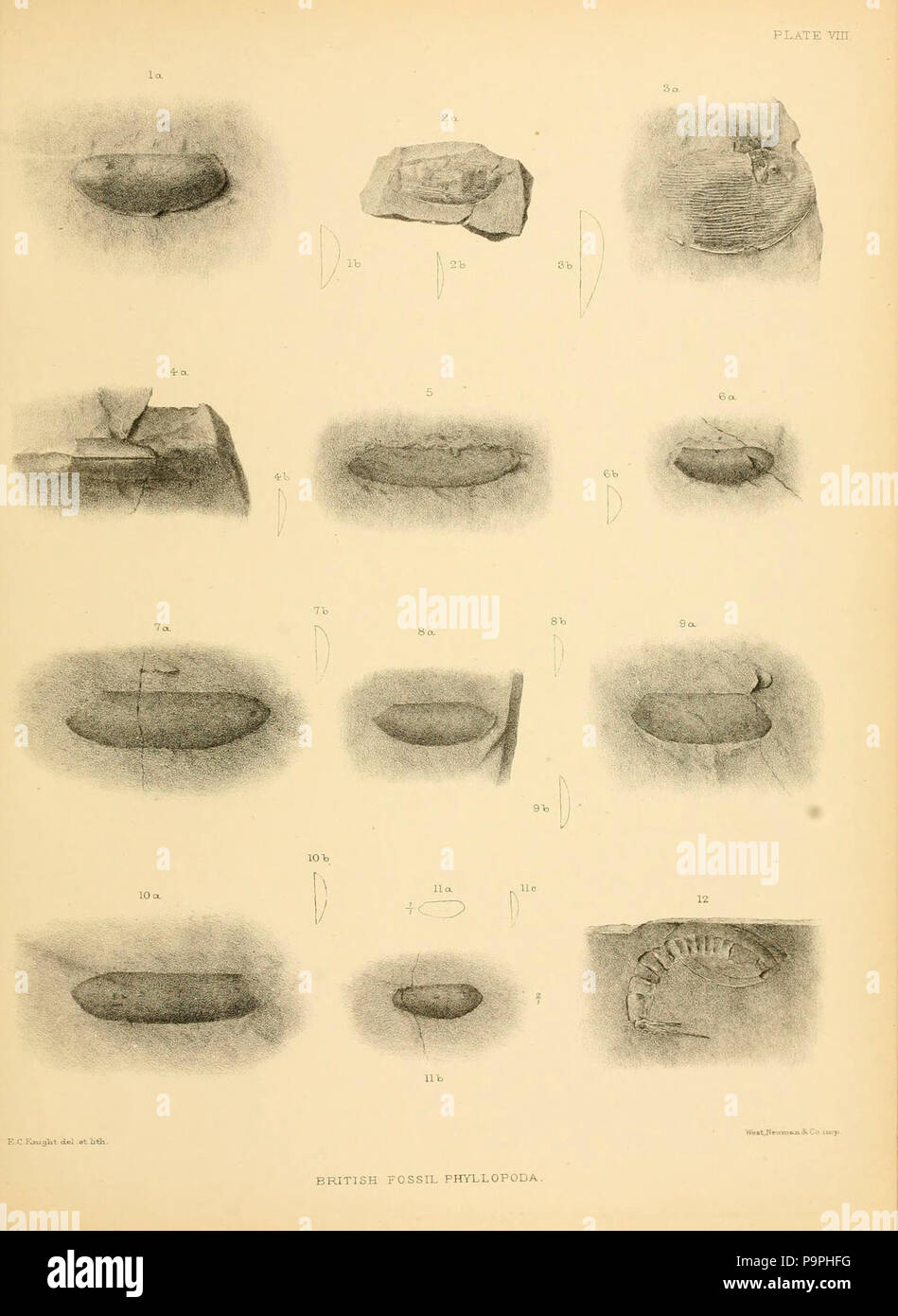 A monograph of the British Palæozoic Phyllopoda Stock Photo - Alamy