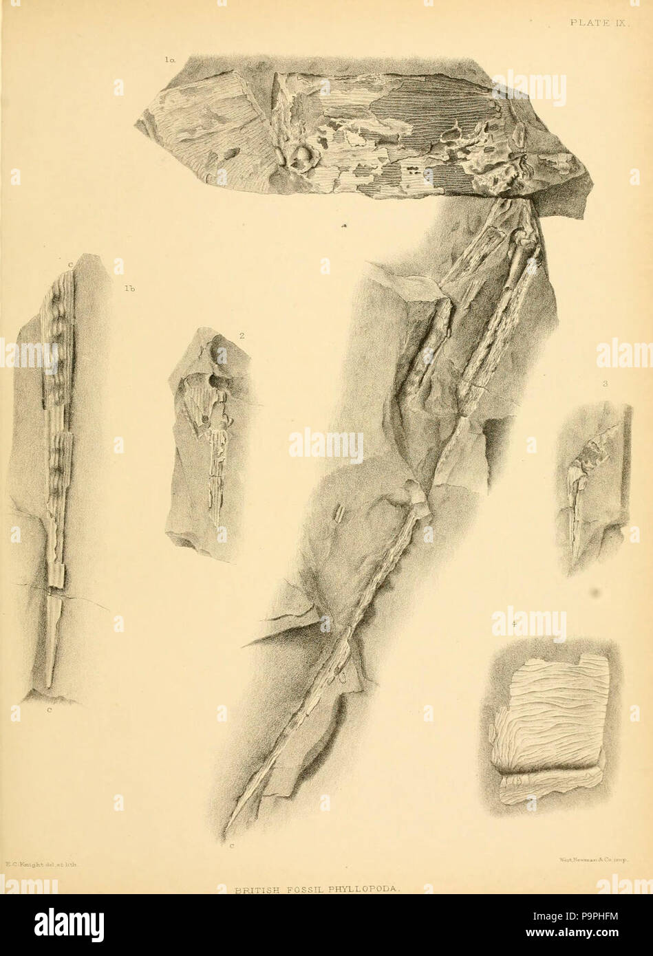 A monograph of the British Palæozoic Phyllopoda Stock Photo - Alamy