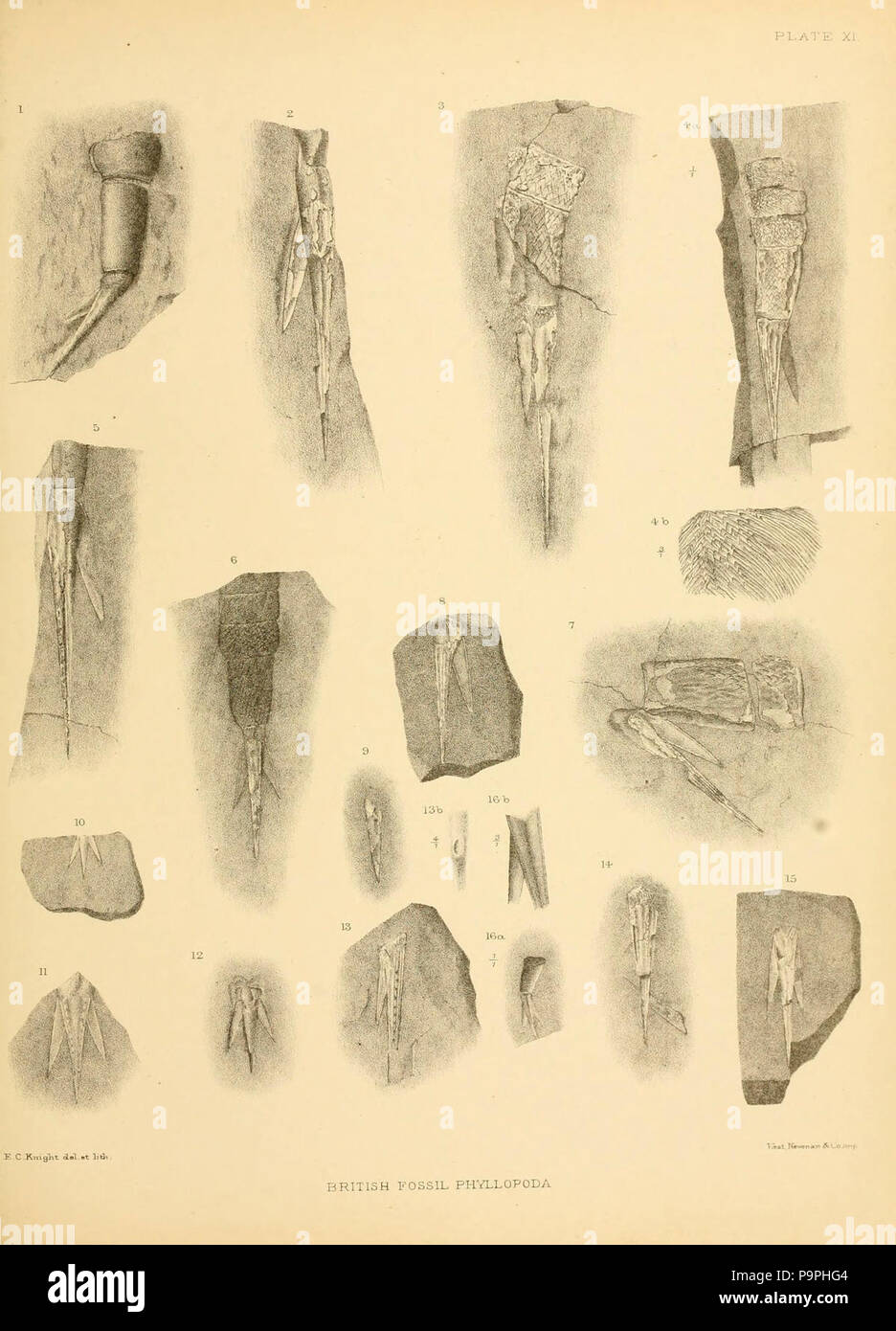 A monograph of the British Palæozoic Phyllopoda Stock Photo - Alamy