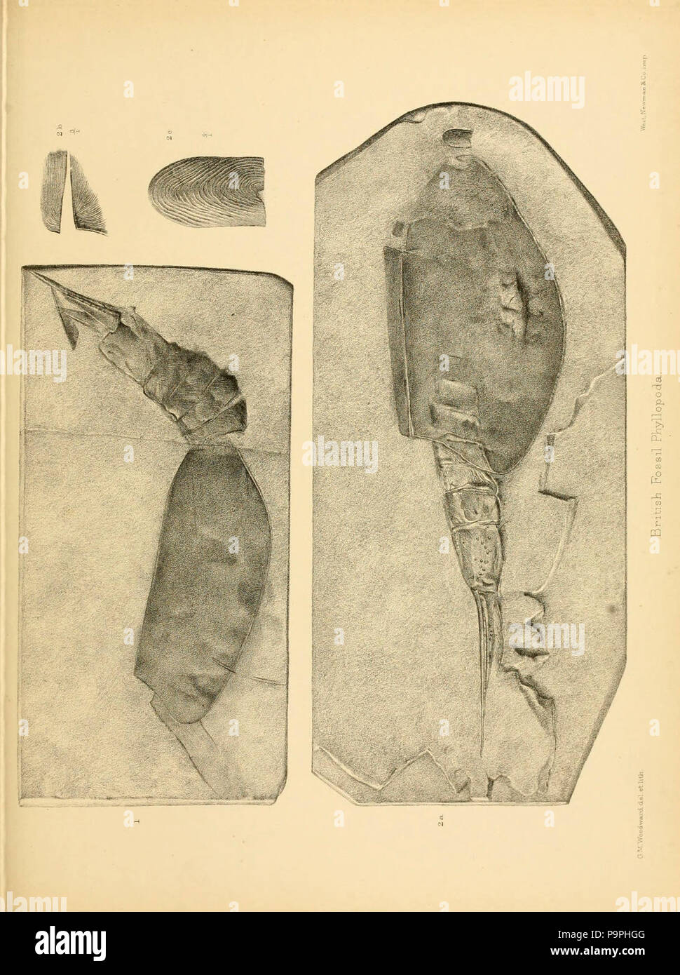 A monograph of the British Palæozoic Phyllopoda Stock Photo - Alamy
