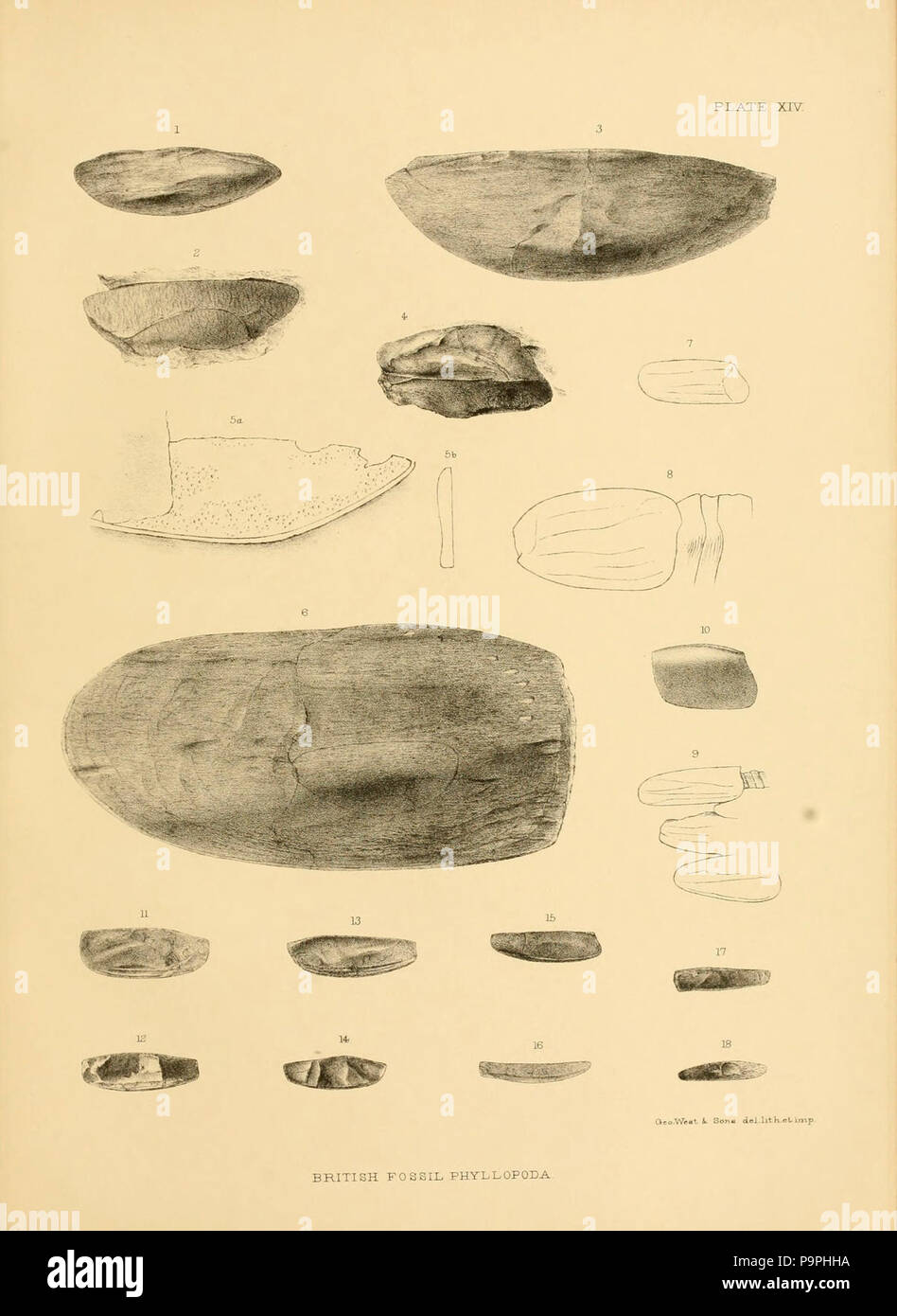 A monograph of the British Palæozoic Phyllopoda Stock Photo - Alamy
