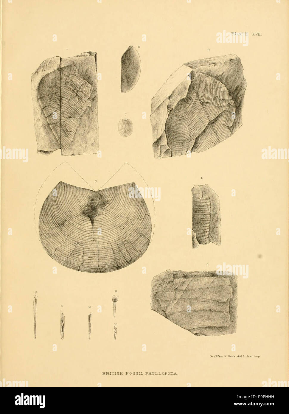 A monograph of the British Palæozoic Phyllopoda Stock Photo - Alamy