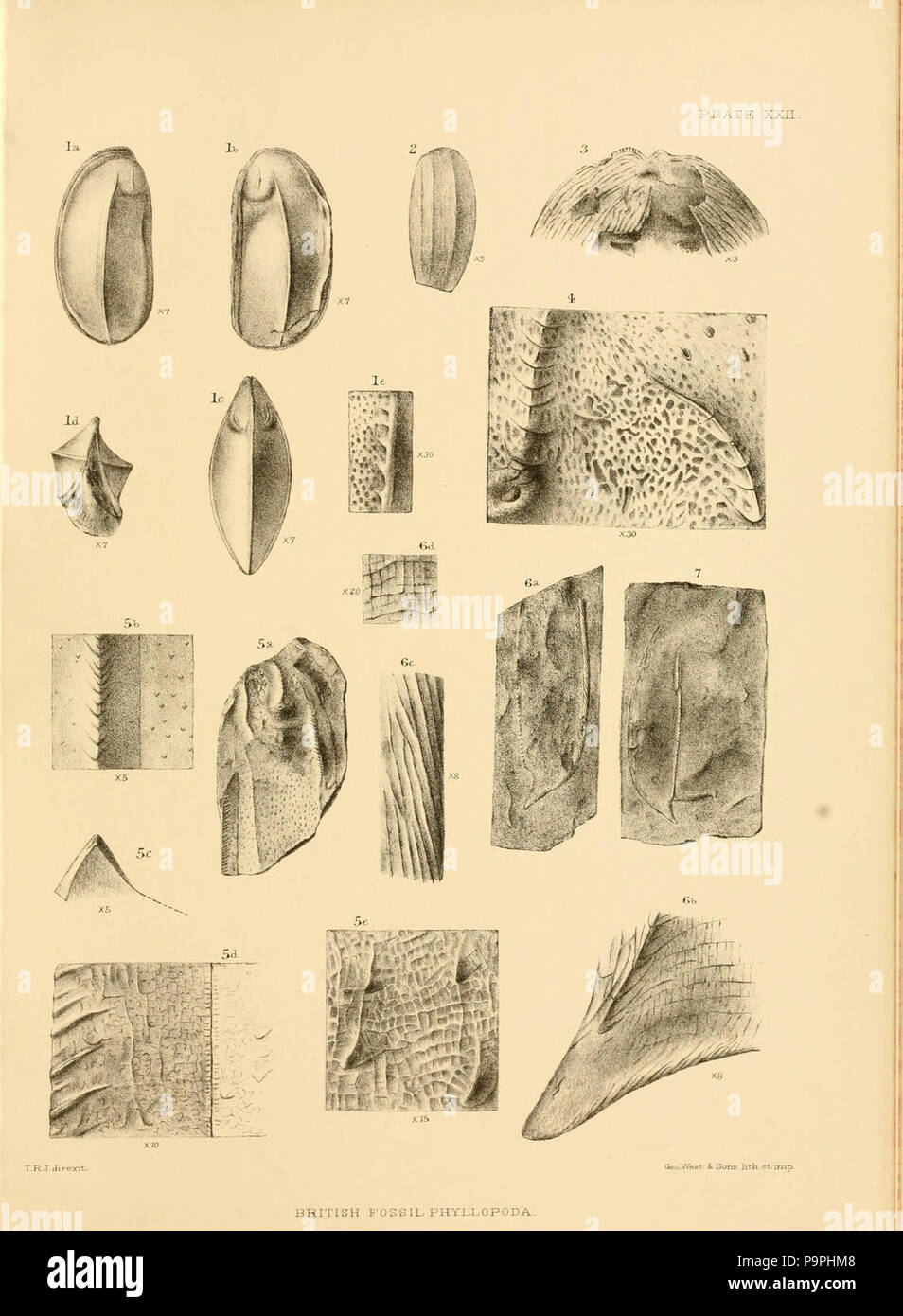 A monograph of the British Palæozoic Phyllopoda Stock Photo - Alamy