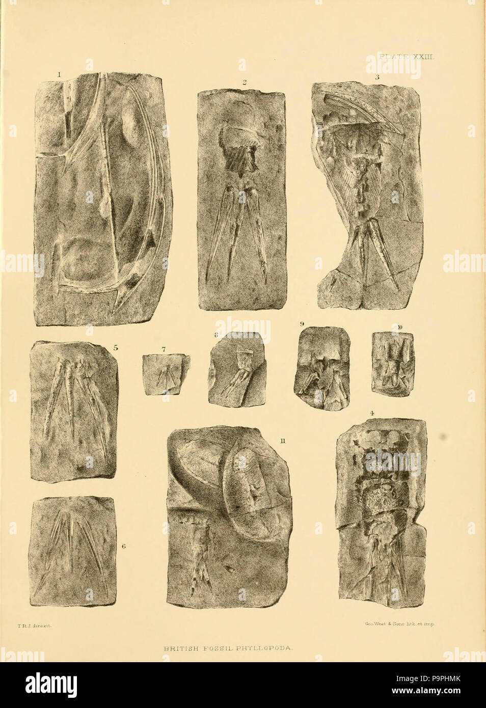 A monograph of the British Palæozoic Phyllopoda Stock Photo - Alamy