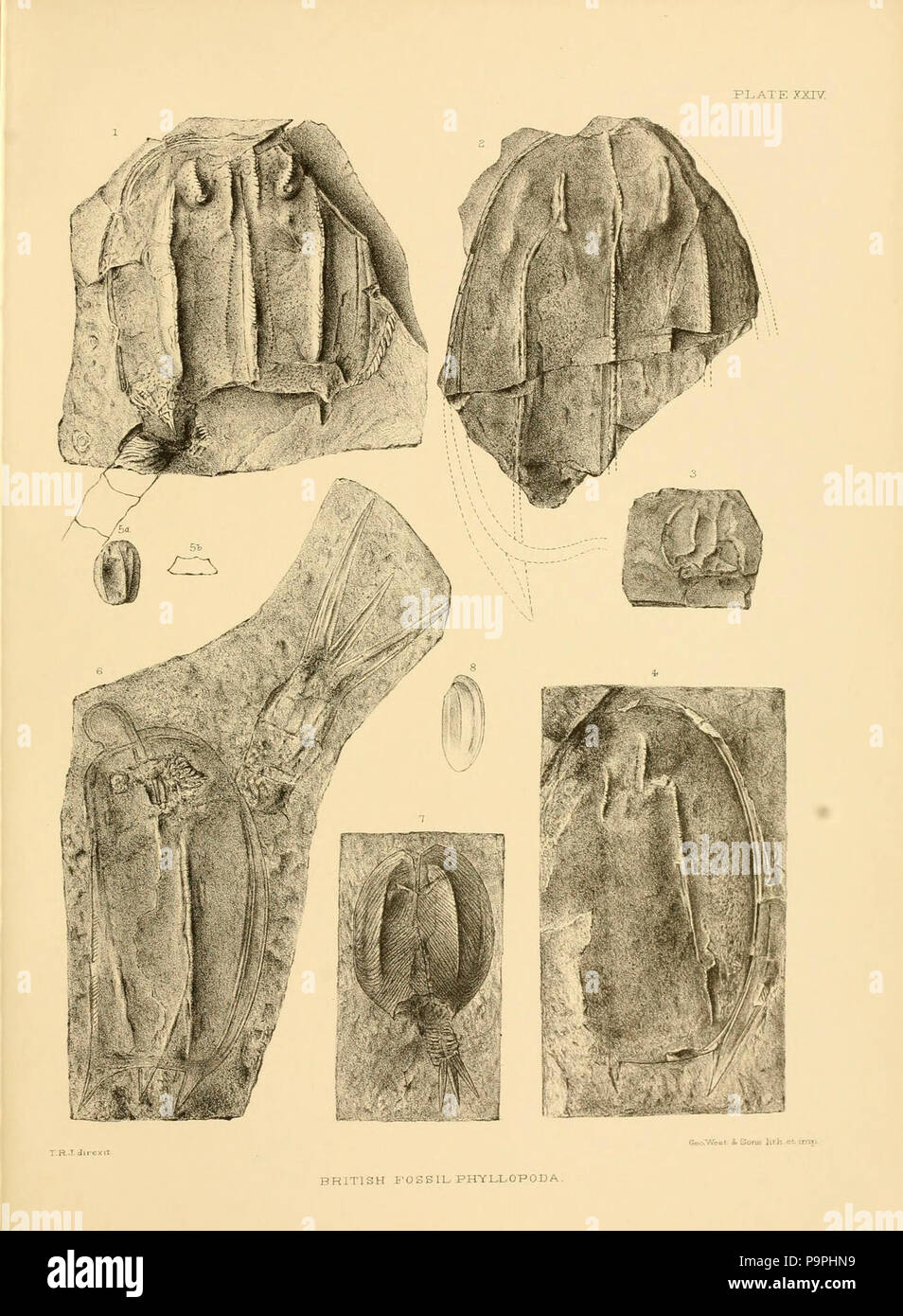A monograph of the British Palæozoic Phyllopoda Stock Photo - Alamy