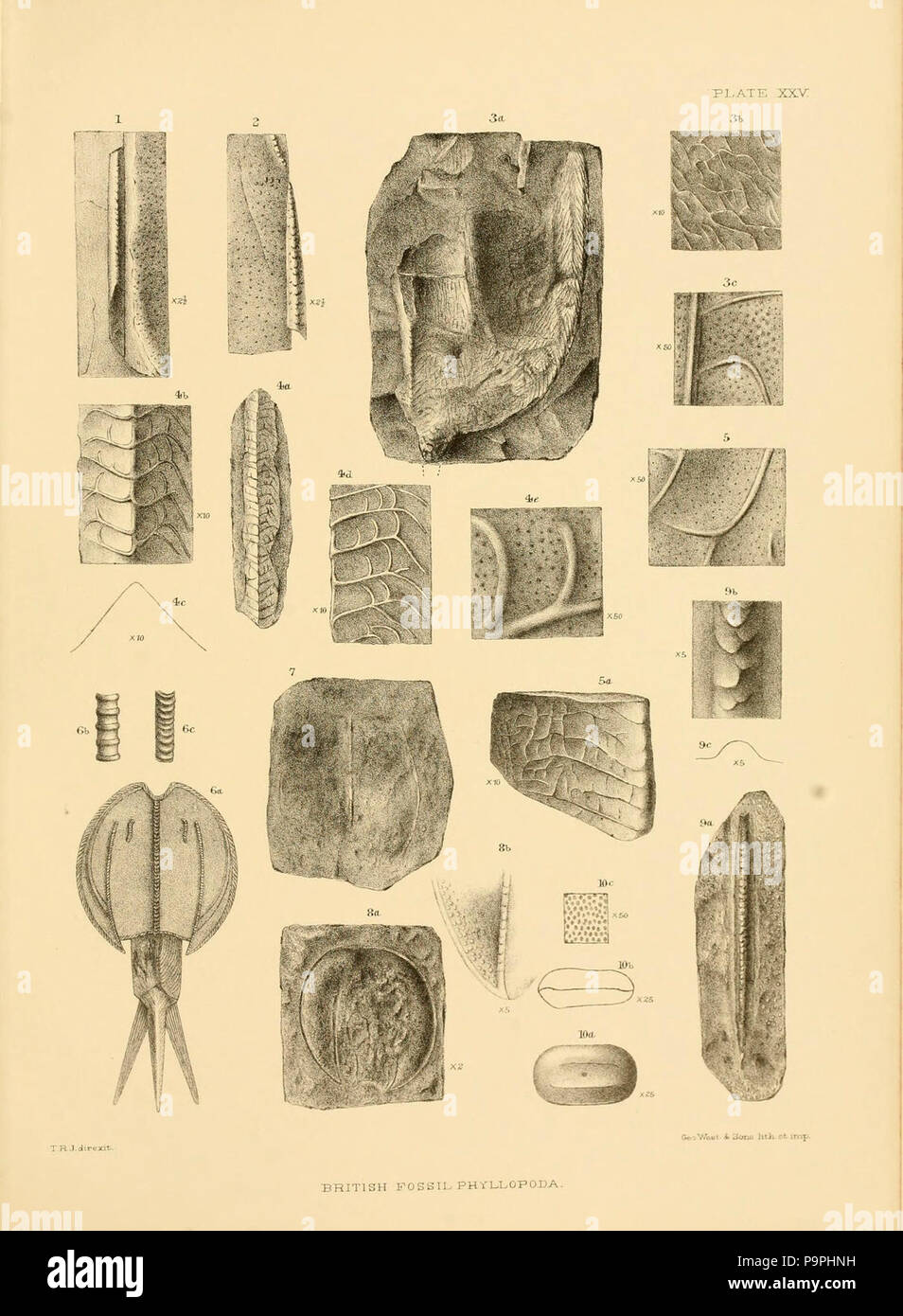 A monograph of the British Palæozoic Phyllopoda Stock Photo - Alamy