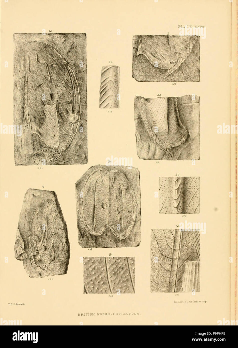 A monograph of the British Palæozoic Phyllopoda Stock Photo - Alamy